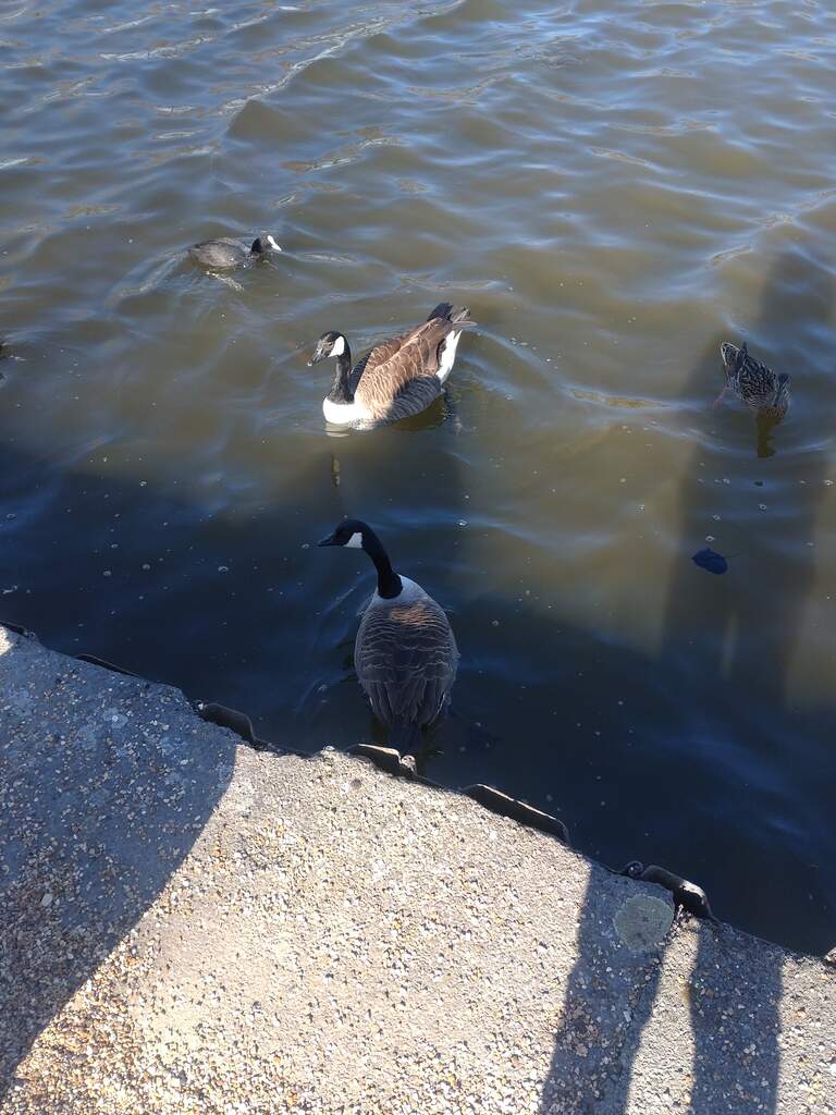 George Sankey - Enjoying the sun with my loved one [xoxoyoinkusxoxo]