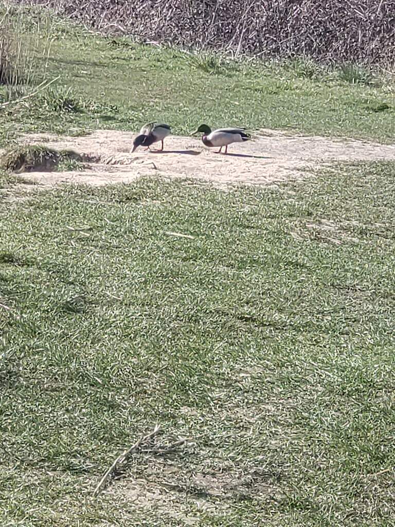 George Sankey - Enjoying the sun with my loved one [xoxoyoinkusxoxo]